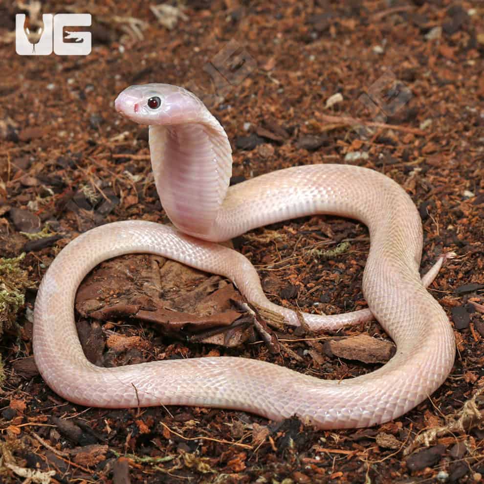 Leucistic Indonesian Spitting Cobras (Naja sputatrix) For Sale ...