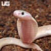 Venomous Snakes & Lizards For Sale - Underground Reptiles
