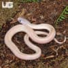Leucistic Indonesian Spitting Cobras (Naja sputatrix) For Sale ...