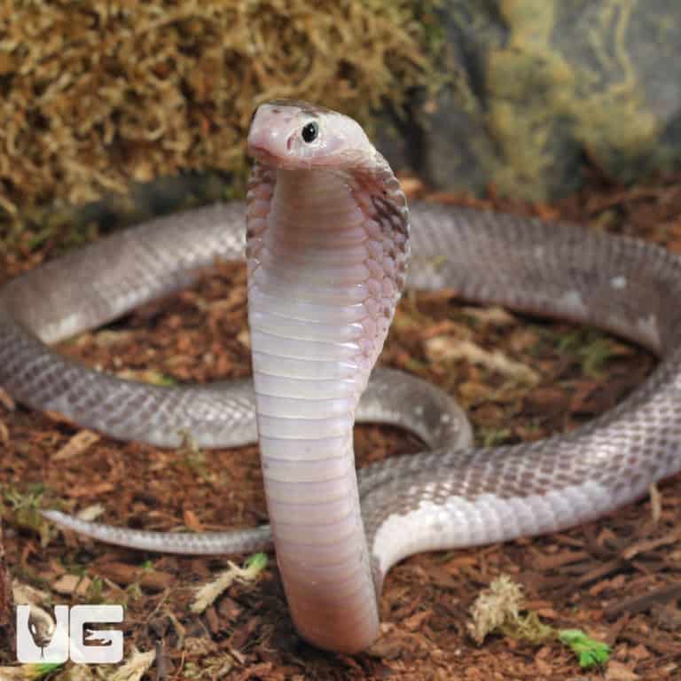 Venomous Snakes & Lizards For Sale - Underground Reptiles