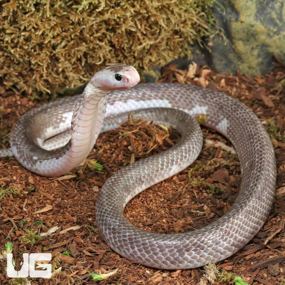 Male Pied Indonesian Spitting Cobras (Naja sputatrix) For Sale ...