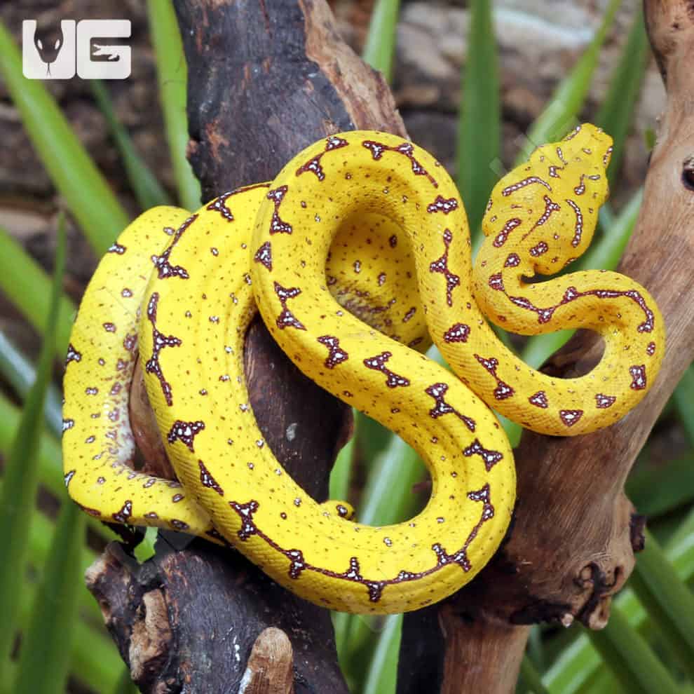 Baby Manakwari Green Tree Pythons For Sale - Underground Reptiles
