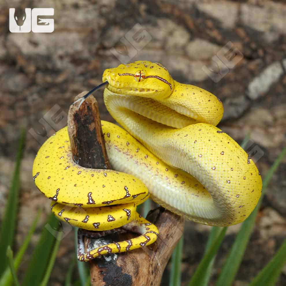 Baby Manakwari Green Tree Pythons For Sale - Underground Reptiles