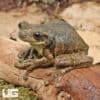 Marbled Tree Frog For Sale- Underground Reptiles