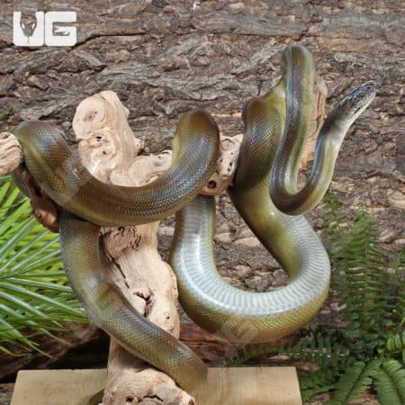Papuan Python (Apodora papuana) For Sale - Underground Reptiles