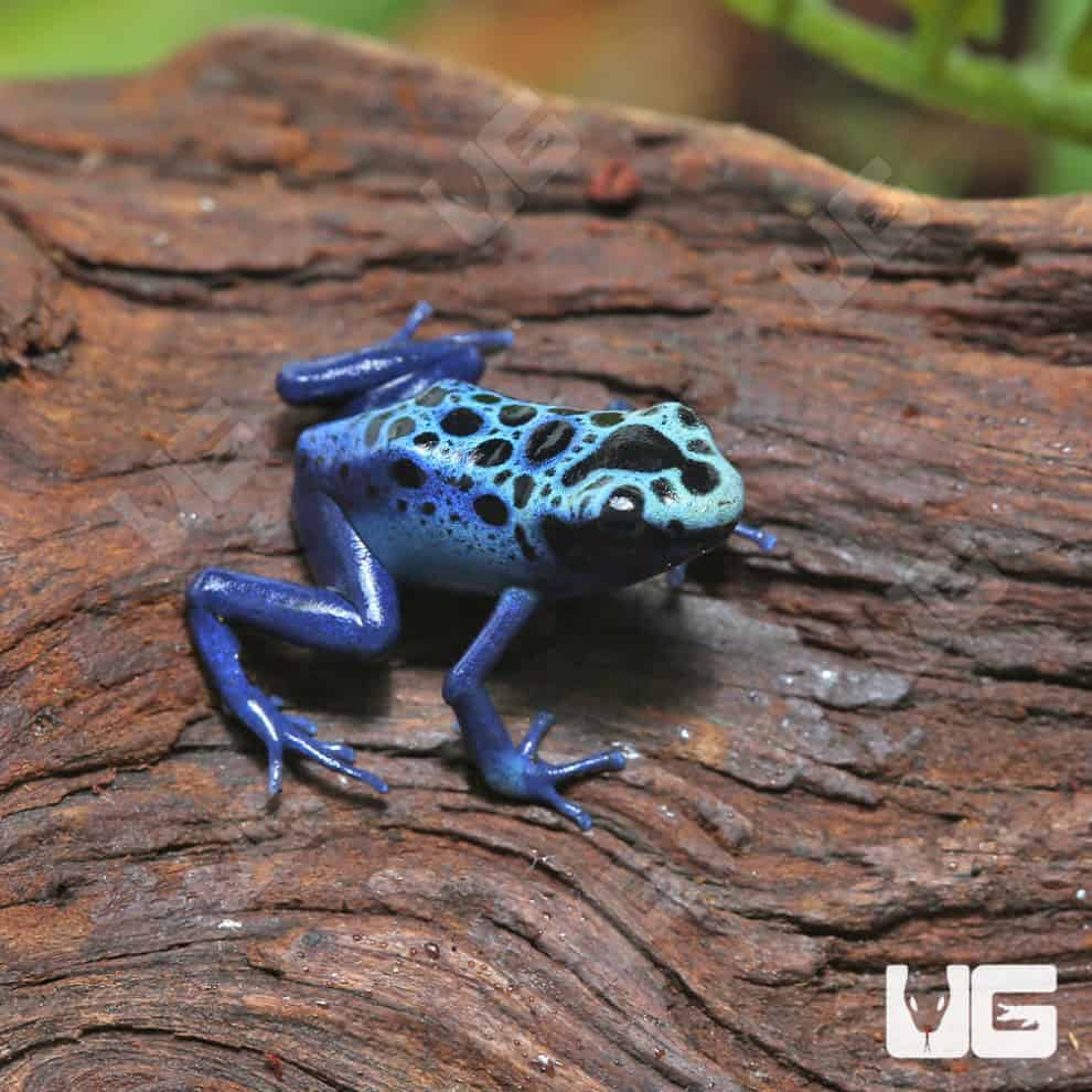 Green Sipaliwini Dart Frogs For Sale - Underground Reptiles