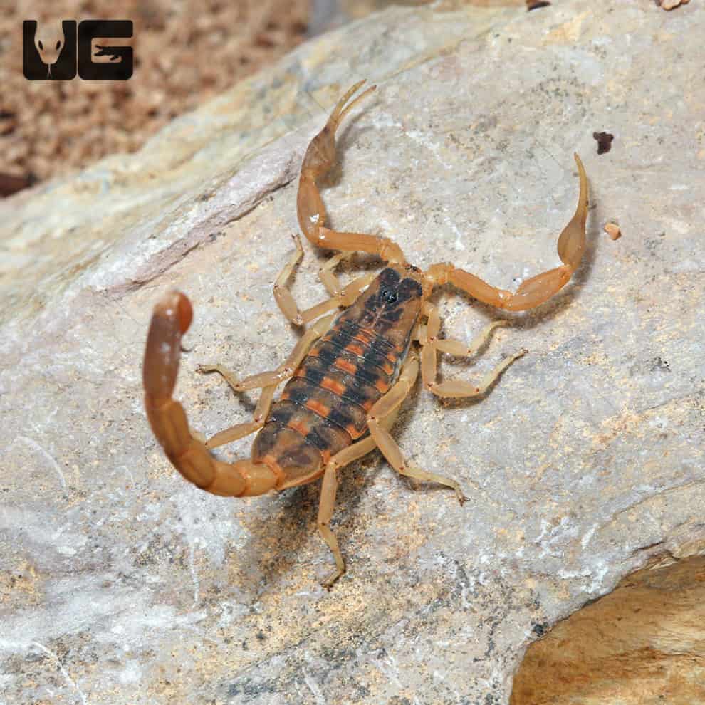 Texas Striped Bark Scorpions (Centruroides vittatus) For Sale ...
