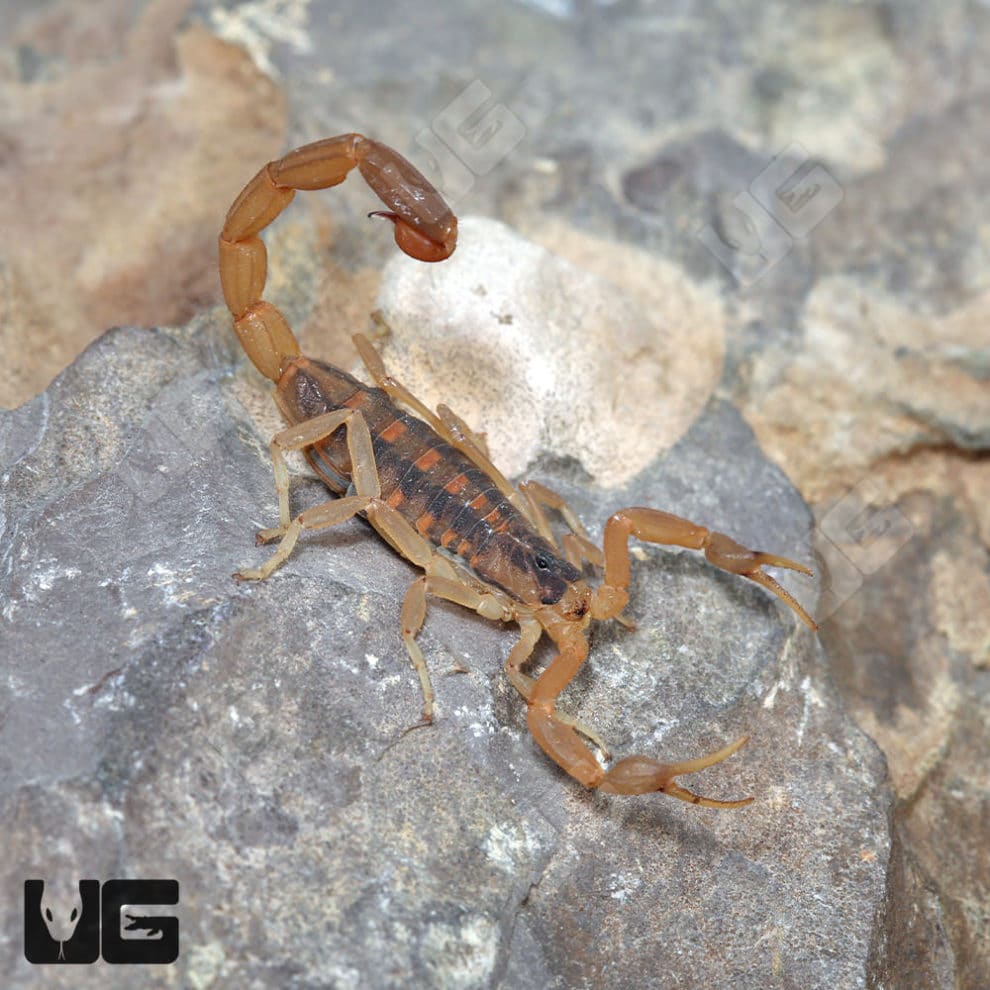 Texas Striped Bark Scorpions (Centruroides vittatus) For Sale ...