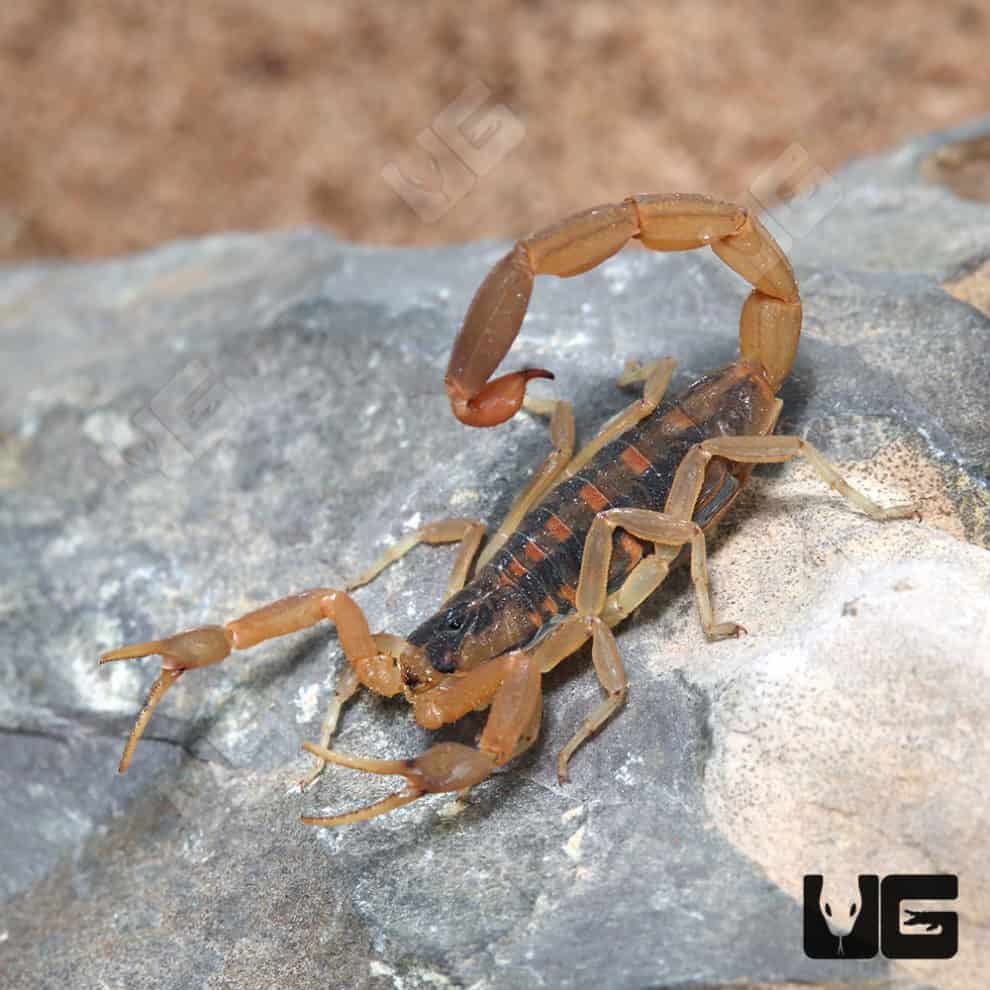 Texas Striped Bark Scorpions (Centruroides vittatus) For Sale ...