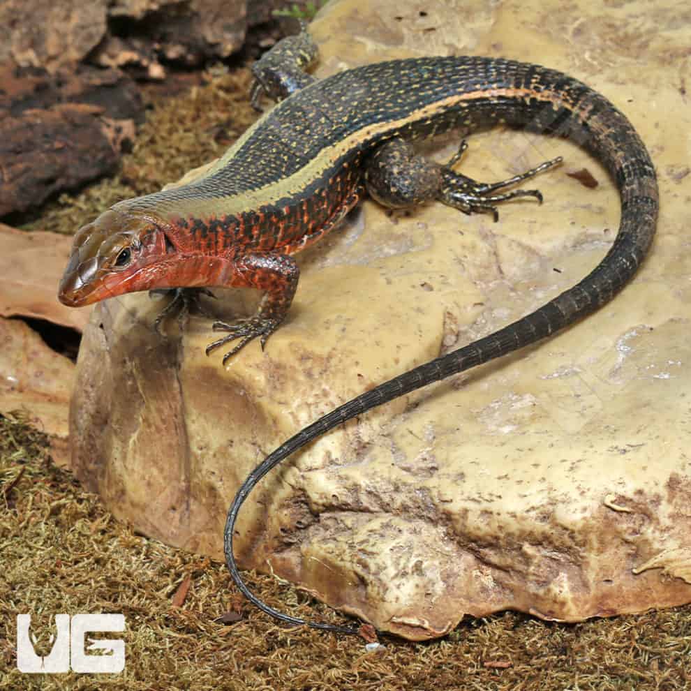 Western Girdled Lizards For Sale - Underground Reptiles