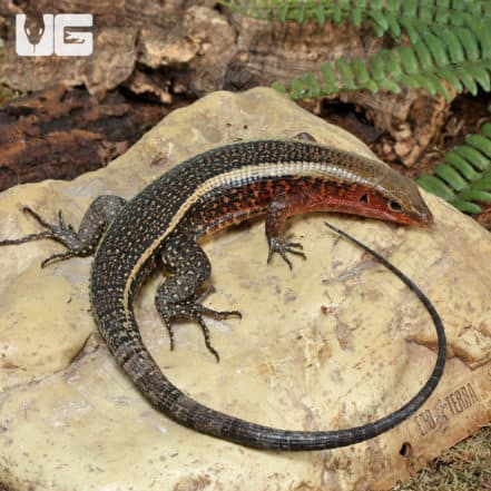 Lizards For Sale - Underground Reptiles