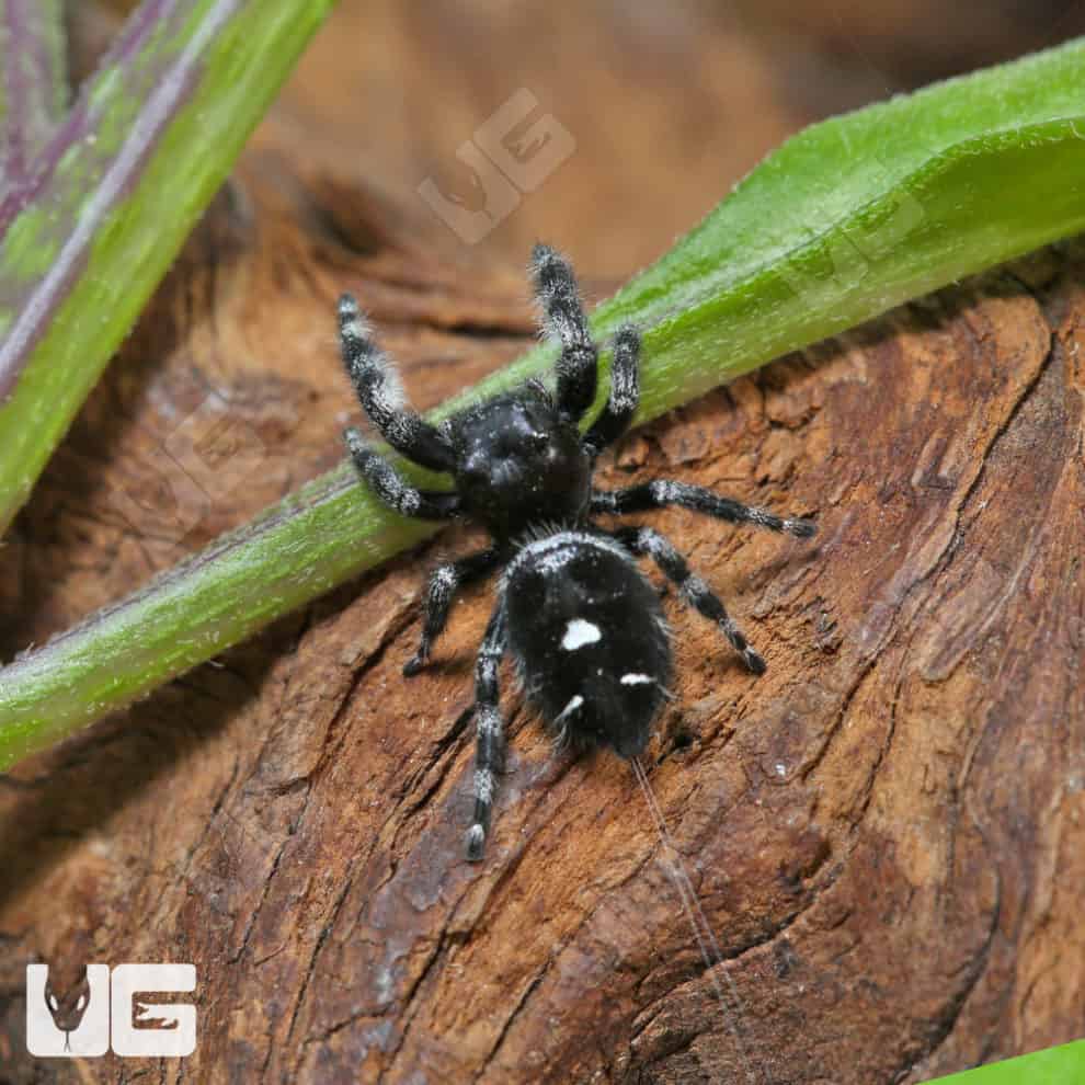 White Phase Bold Jumping Spider (Phidippus audax) For Sale ...