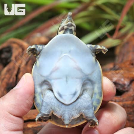 Baby Florida Softshell Turtles For Sale - Underground Reptiles