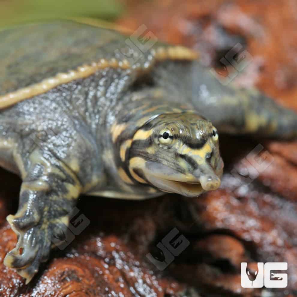 Baby Florida Softshell Turtles For Sale - Underground Reptiles