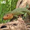 Baby Caiman Lizards For Sale - Underground Reptiles