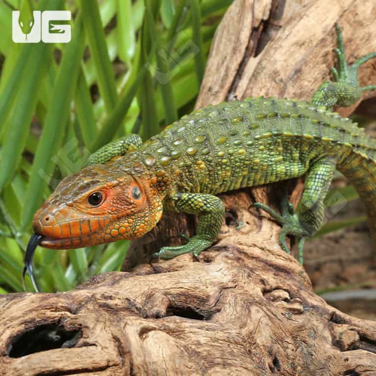 Baby Caiman Lizards For Sale - Underground Reptiles