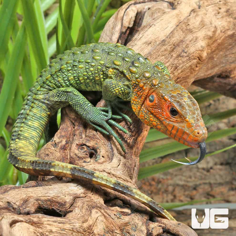 Monitors For Sale - Underground Reptiles