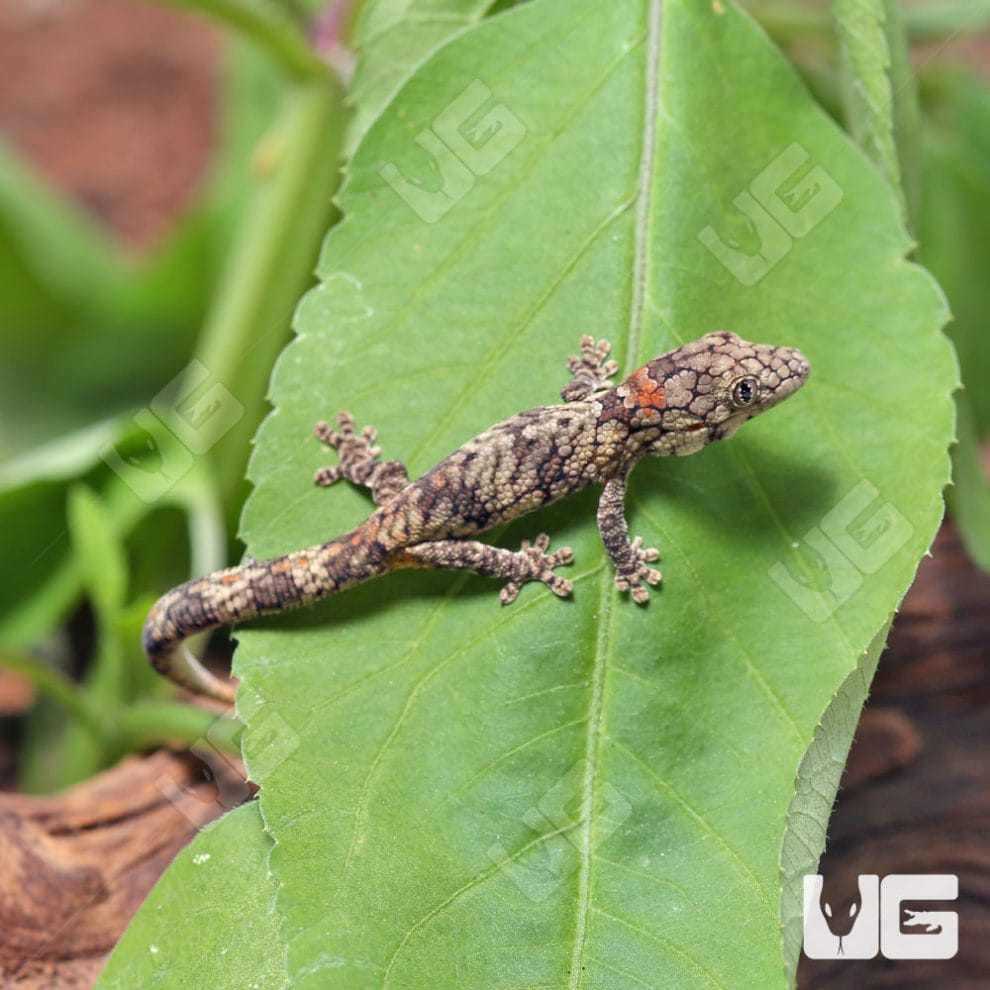 Offshore Leachianus Geckos For Sale - Underground Reptiles