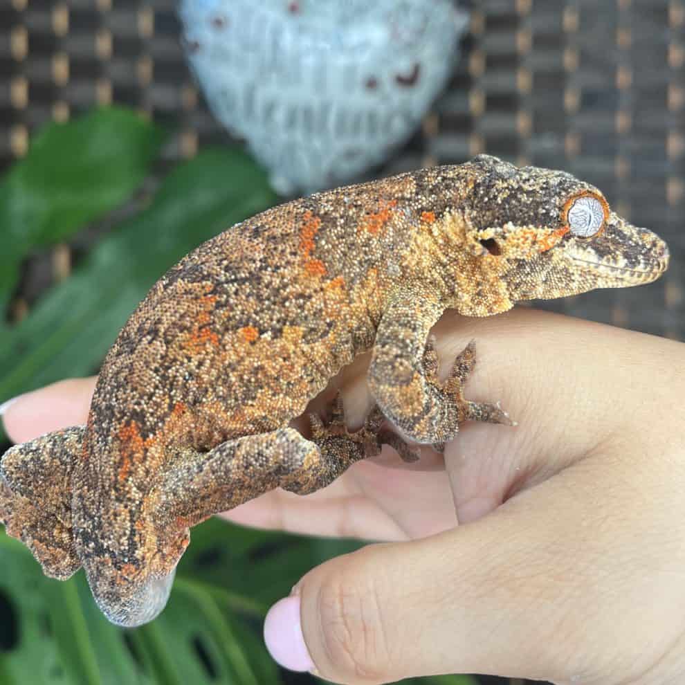 Adult Male Gargoyle Geckos (Rhacodactylus auriculatus) For Sale ...