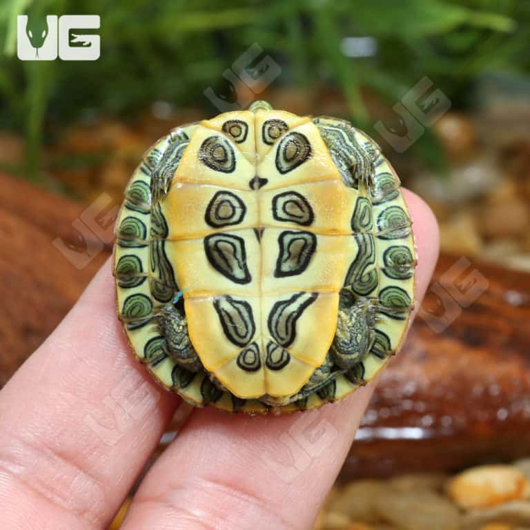 Baby Red Ear Slider Turtles For Sale - Underground Reptiles