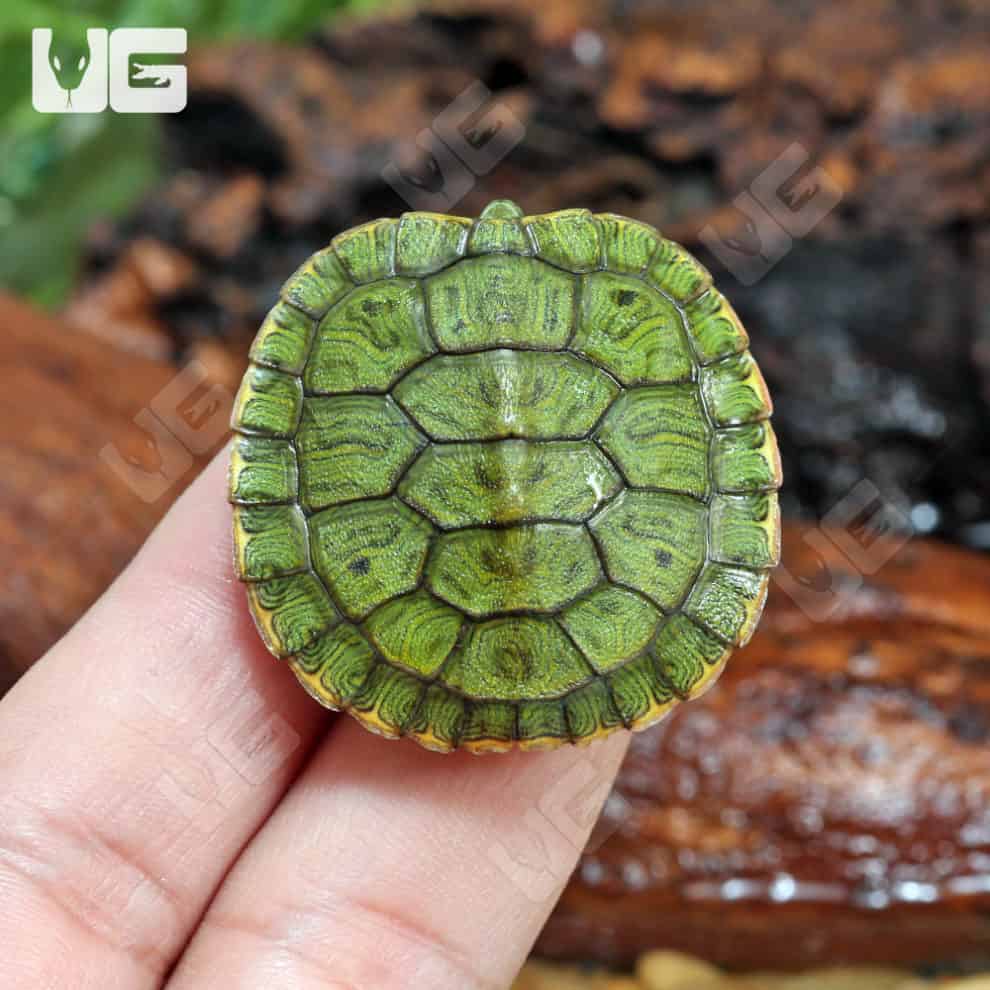 Baby Red Ear Slider Turtles For Sale - Underground Reptiles