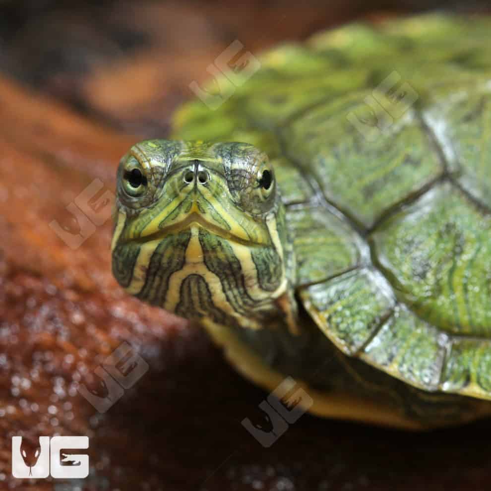 Baby Red Ear Slider Turtles For Sale - Underground Reptiles
