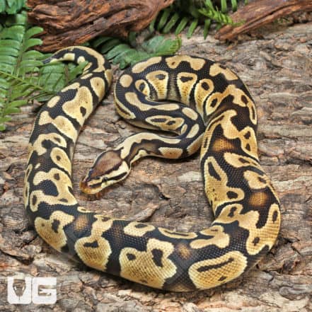 Ball Pythons For Sale - Underground Reptiles