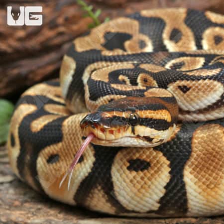 New Reptiles & Amphibians - Underground Reptiles