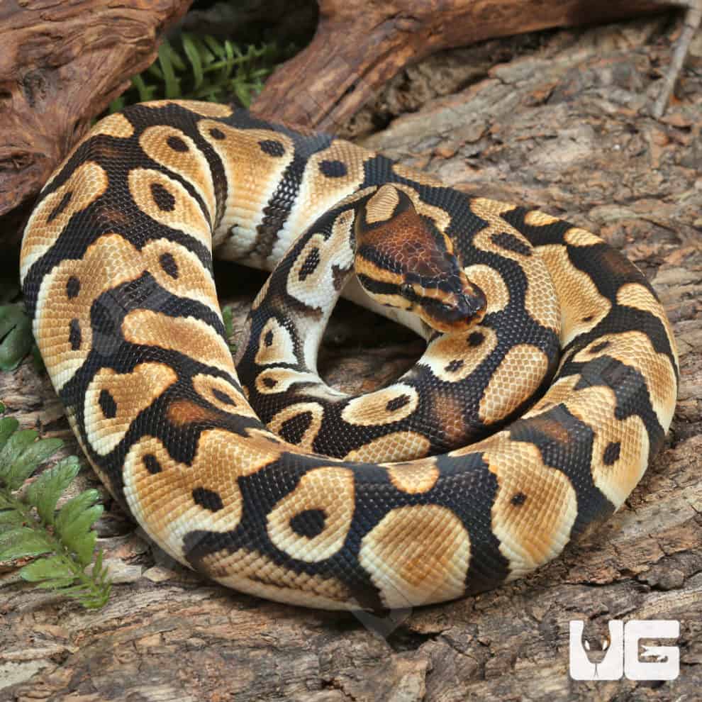 Orange Dream Pastel Het Clown Ball Pythons For Sale - Underground Reptiles