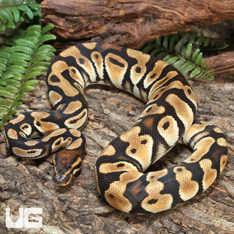 New Reptiles & Amphibians - Underground Reptiles