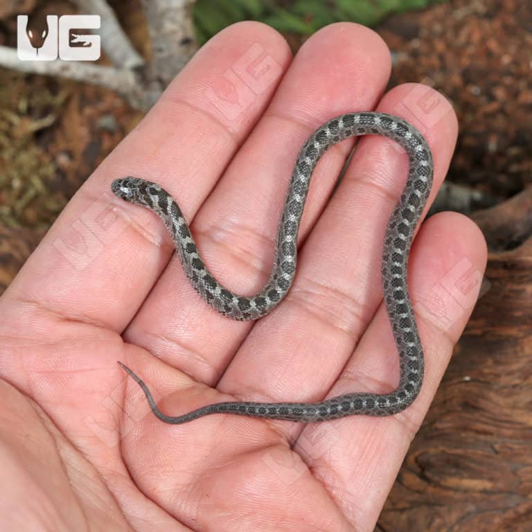 Baby Diamond Back Egg Eating Snakes For Sale - Underground Reptiles