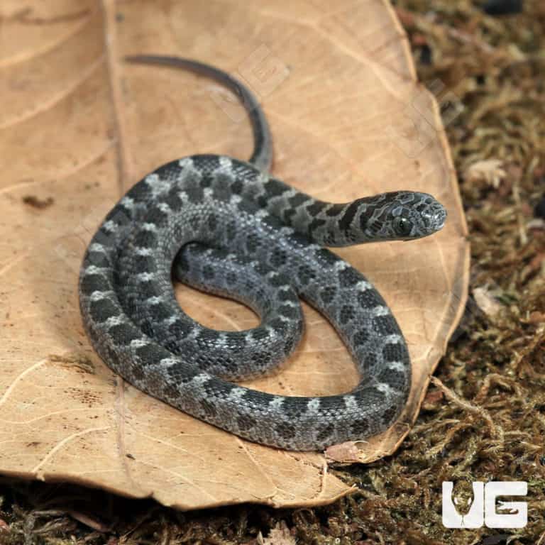 Baby Diamond Back Egg Eating Snakes For Sale - Underground Reptiles