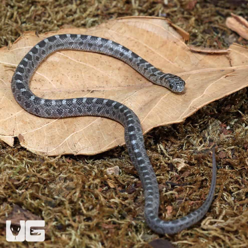 Baby Diamond Back Egg Eating Snakes For Sale - Underground Reptiles