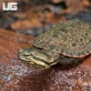Turtles For Sale - Underground Reptiles