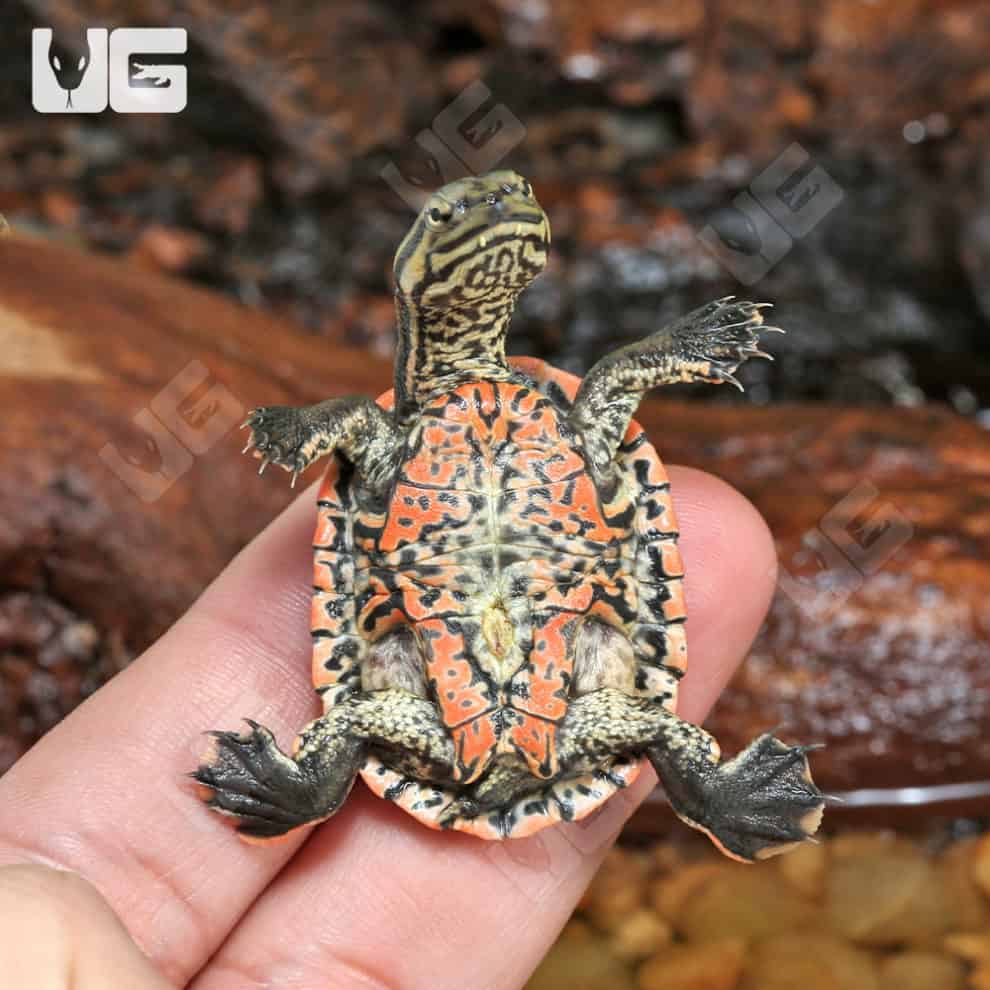 Baby Geoffrey’s Sideneck Turtles For Sale - Underground Reptiles