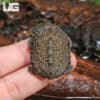Baby Geoffrey’s Sideneck Turtles For Sale - Underground Reptiles