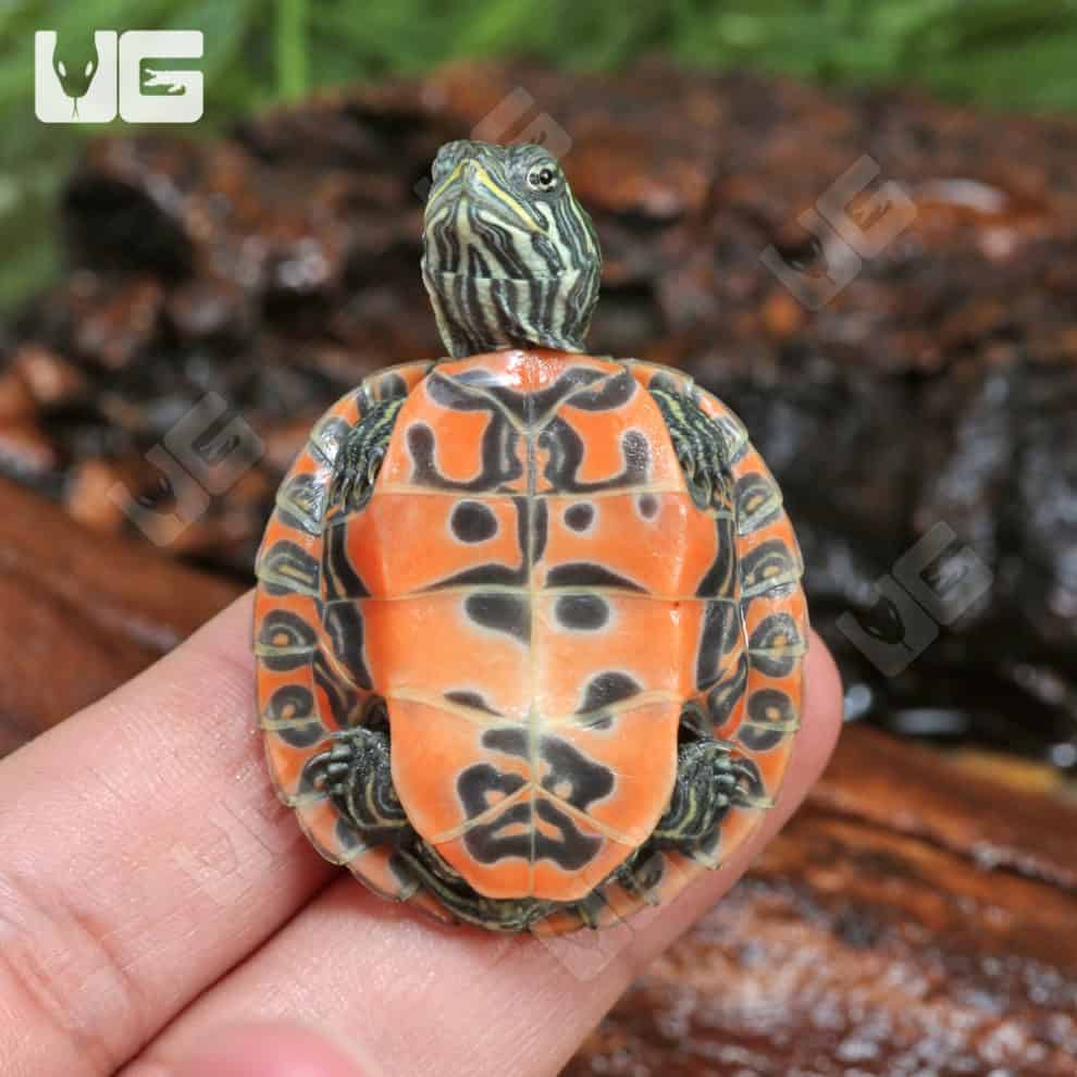 Baby Northern Redbelly Slider Turtle For Sale - Underground Reptiles
