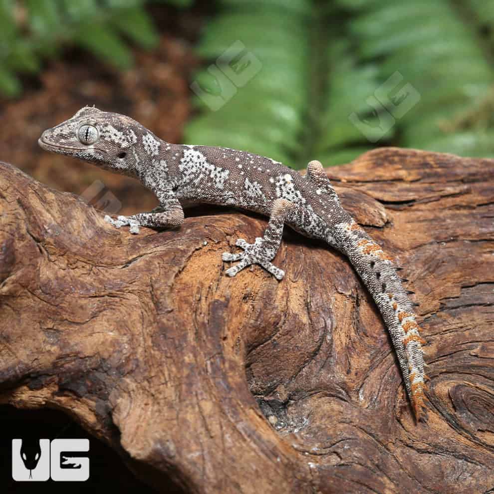 Baby Northern Spiny Tail Geckos For Sale - Underground Reptiles