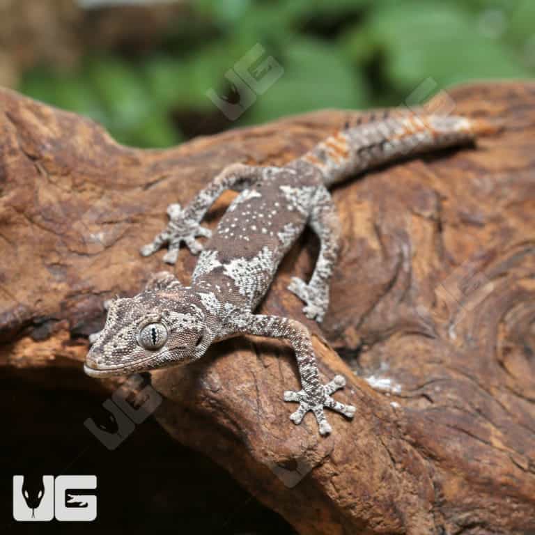 Baby Northern Spiny Tail Geckos For Sale - Underground Reptiles
