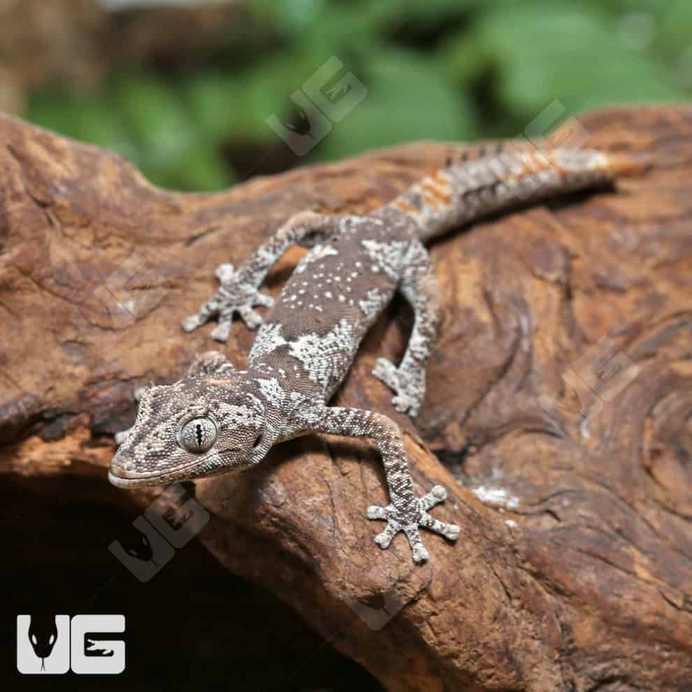 Baby Northern Spiny Tail Geckos For Sale - Underground Reptiles