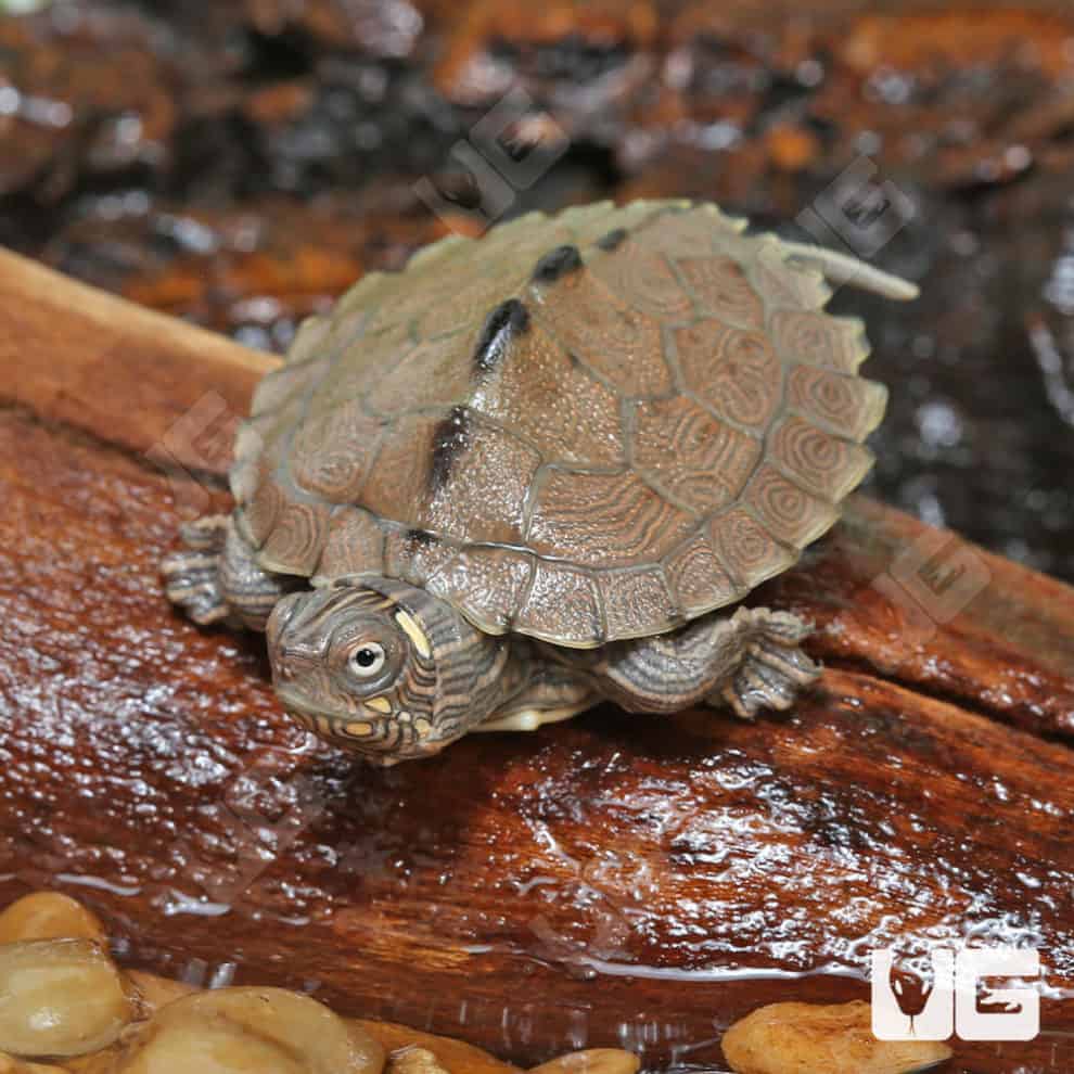 Baby Ouachita Map Turtles For Sale - Underground Reptiles