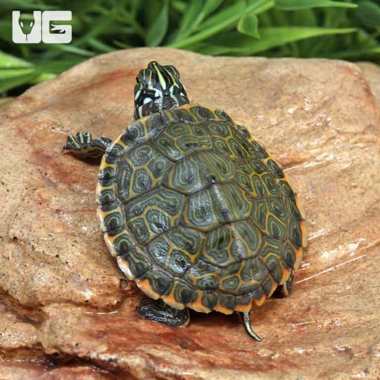Baby Rio Grande Gorzugi River Cooter Turtle For Sale - Underground Reptiles