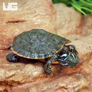Turtles For Sale - Underground Reptiles