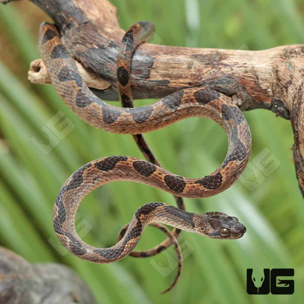 Baby Suriname Cat Eye Snakes For Sale - Underground Reptiles