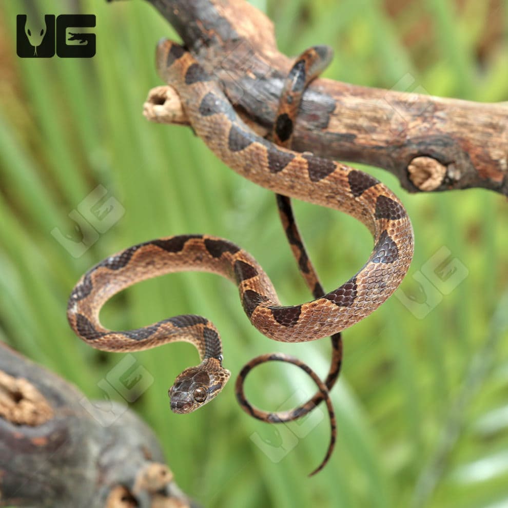 Baby Suriname Cat Eye Snakes For Sale - Underground Reptiles