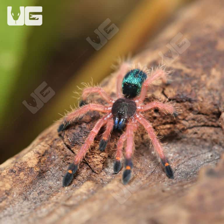 Blue Fang Skeleton Tarantula (Ephpebopus cyanognathus) For Sale ...