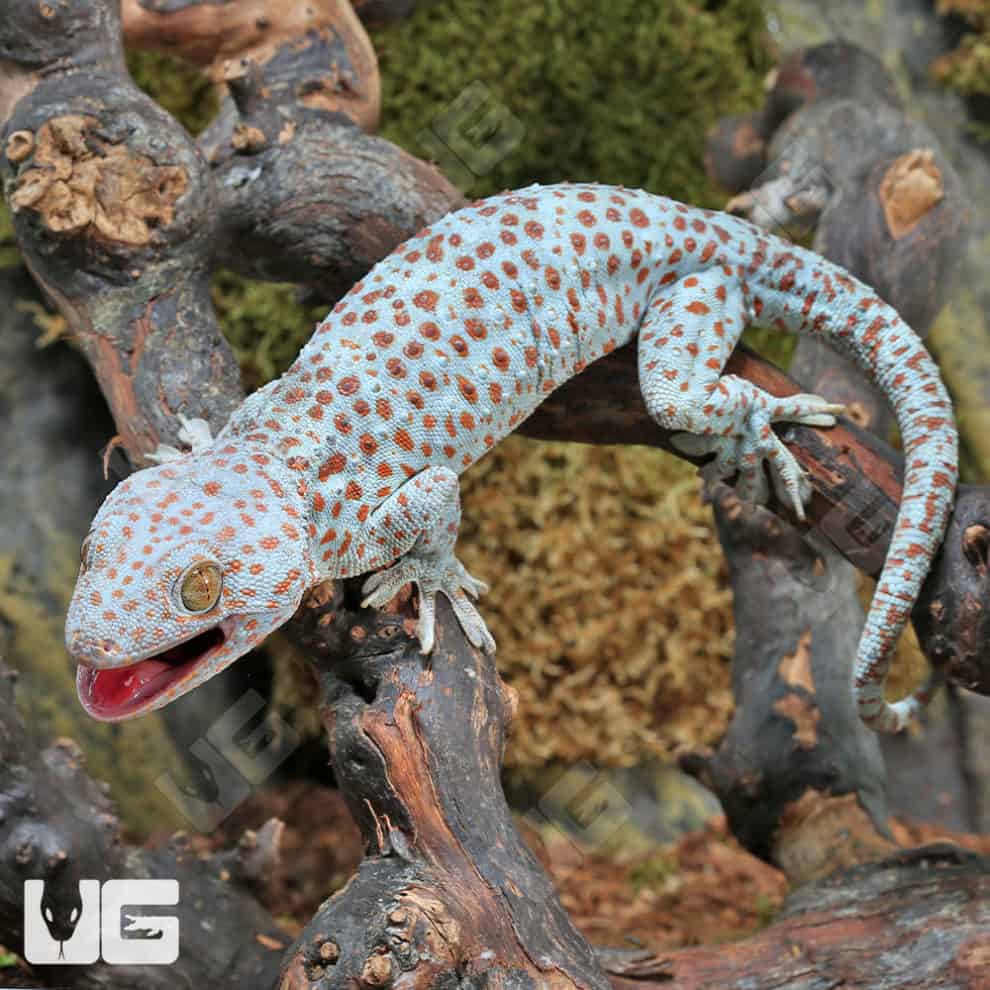 New Reptiles & Amphibians - Underground Reptiles