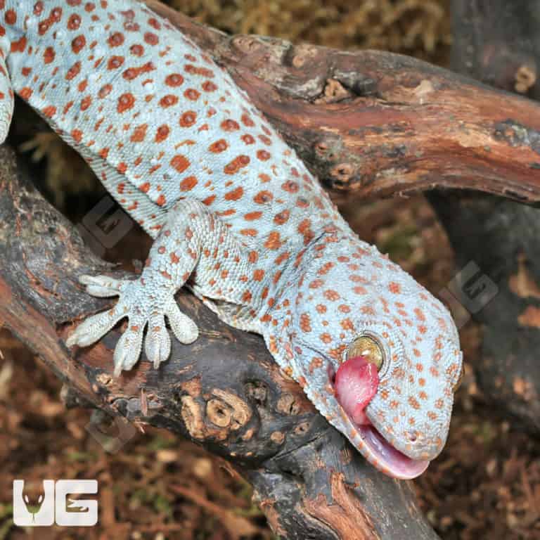 Tokay Geckos For Sale - Underground Reptiles