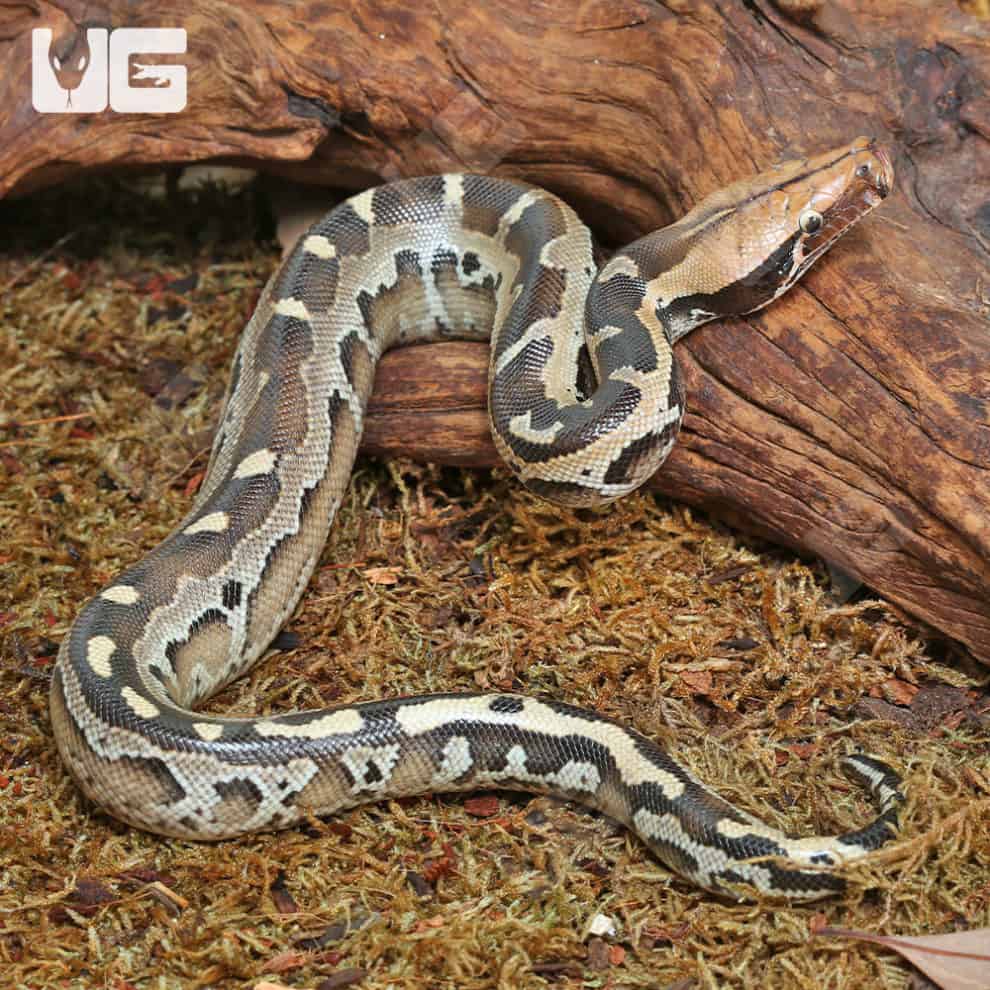 Baby Borneo Blood Pythons (Python curtus) For Sale - Underground Reptiles