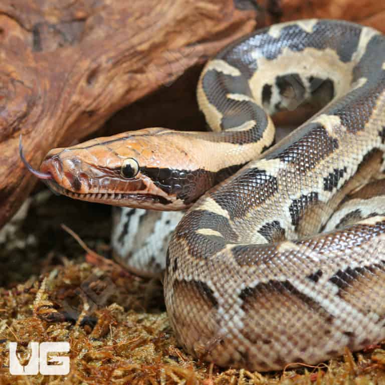 New Reptiles & Amphibians - Underground Reptiles